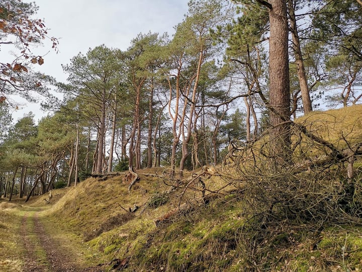 Maison De Vacances Pour 4 A Oksbøl-by Traum - Blåvand