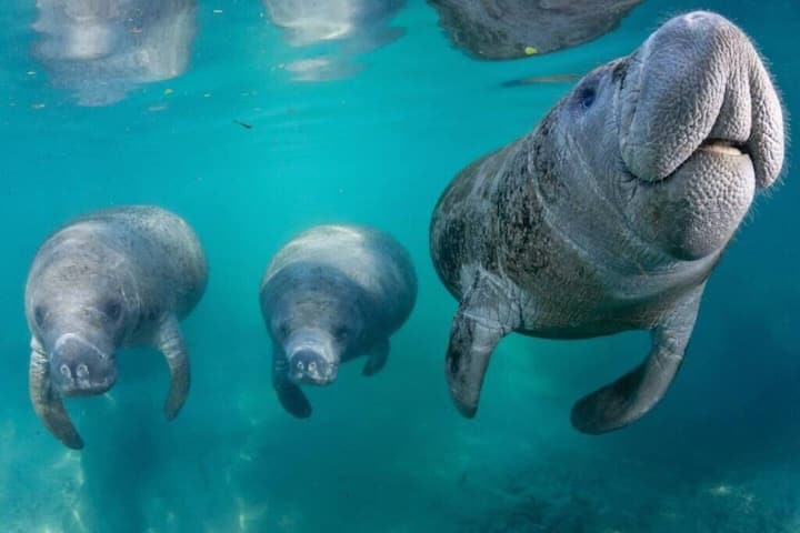 The Happy Haven•near Manatee Tours•pet Friendly - Crystal River, FL