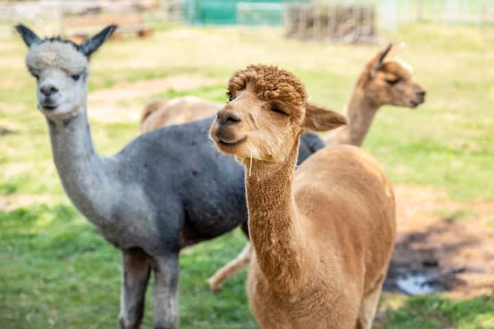 Alpaka Erlebnis-ruhige Land-auszeit - Ellwangen (Jagst)