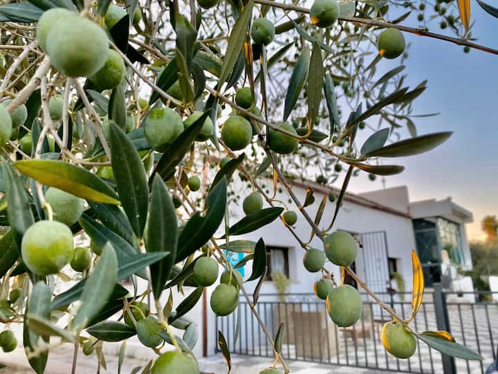 Ulivi - Castelvetrano