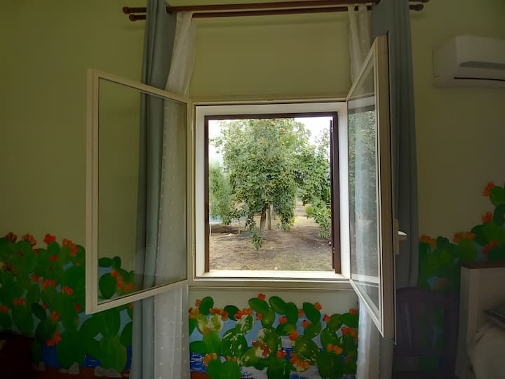 Fichidindia - Castelvetrano