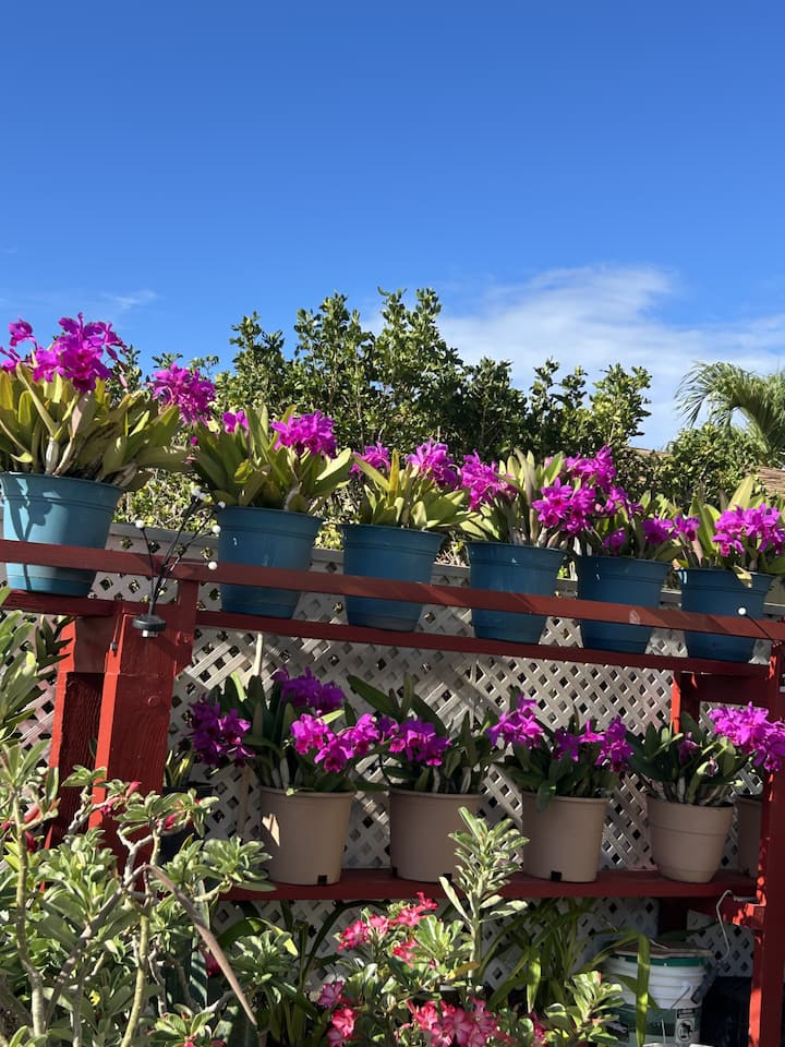 Oceanview•mins To Beach + Golf!•yard•grill•games - Mililani, HI