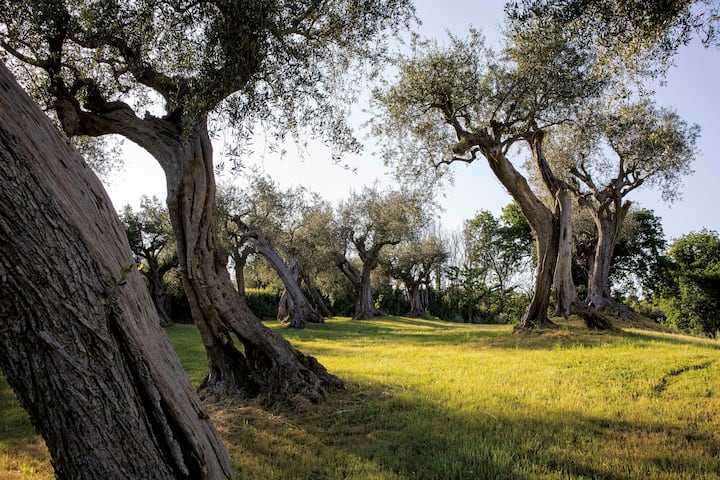 Historic Villa With Sea Views Near Fano - Fano