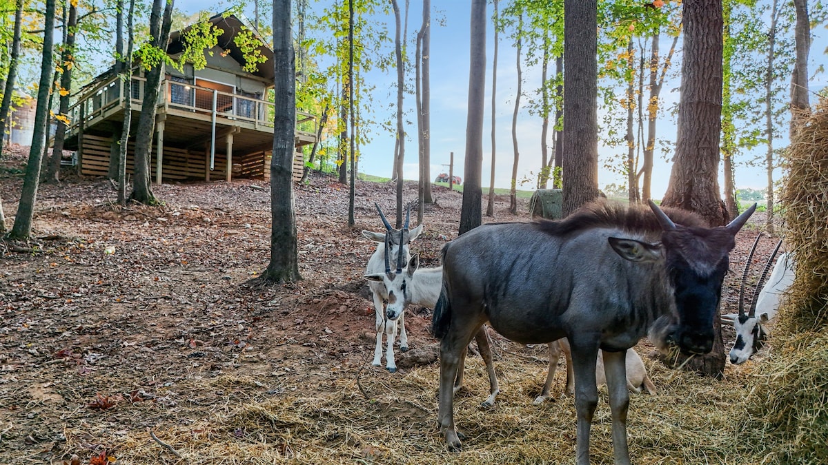 Luxury Primitive Camping + Private Zoo Access - Tents for Rent in ...