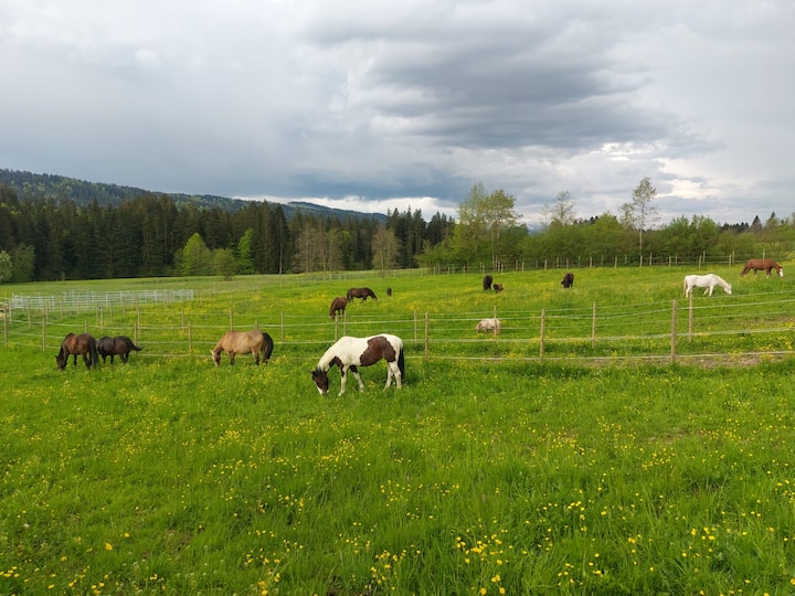 Lieblingsplatz - Scheidegg