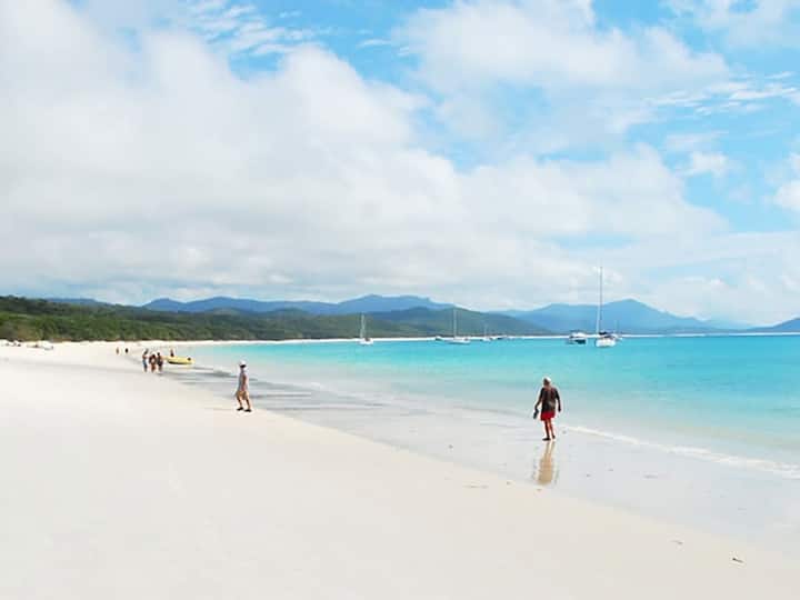 Island Orchid - Airlie Beach