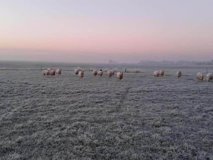 Maison De Luxe Entourée D'eau Et De - Joure
