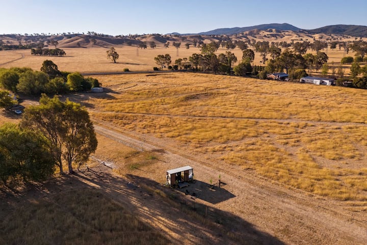 Billy Button By Tiny Away - Mansfield