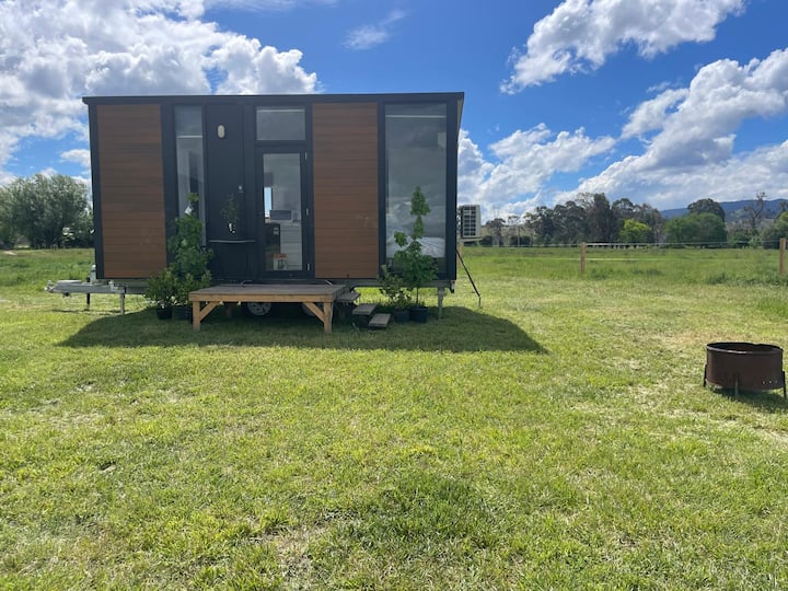 Billy Button X By Tiny Away - Mansfield