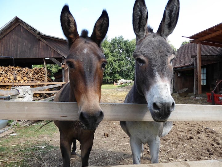 Fewo Mit Blick Auf Tiere (Ferienhof Haus Sulztal) - Berching