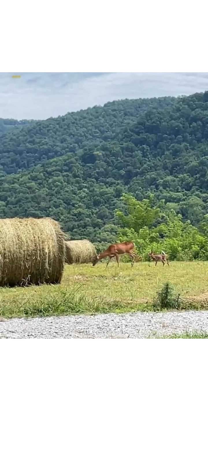 Panoramic Mountain Home Retreat - cumberland trail, Pikeville