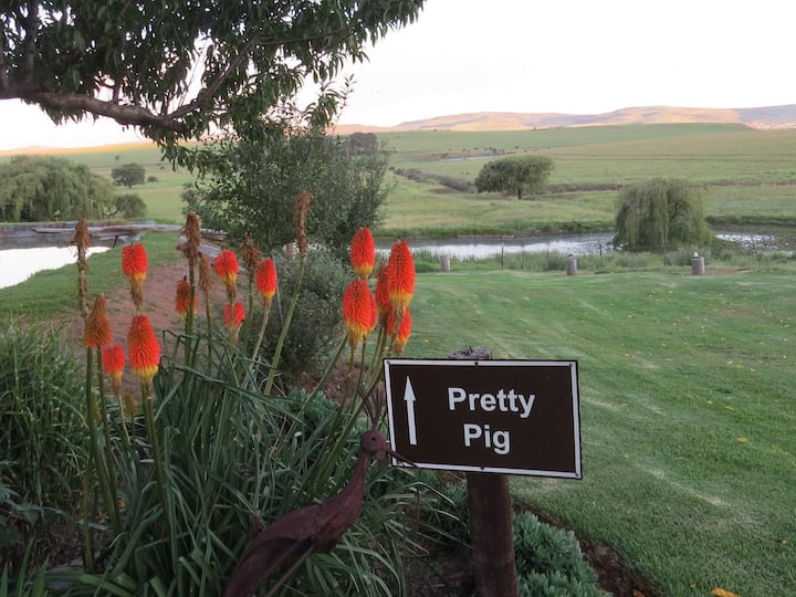 Pretty Pig - Wakkerstroom