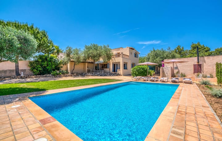 Olivo De Son Jaumell - Cala Ratjada