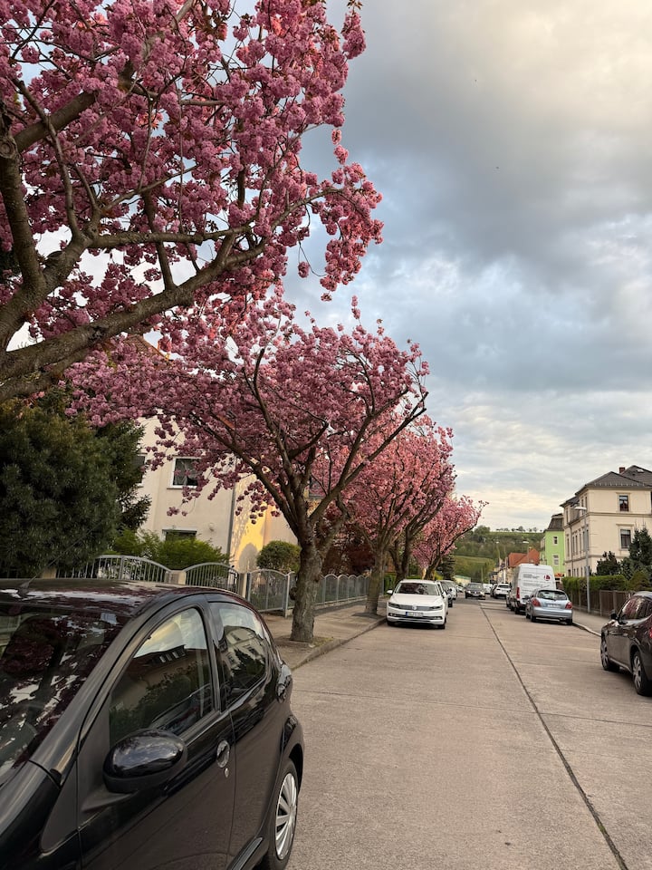 Lotte (309966) - Dresden