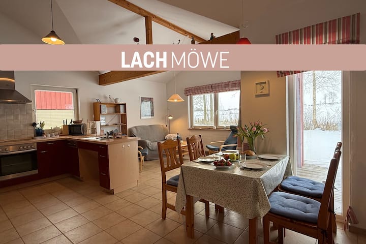 Lachmöwe - Langballig