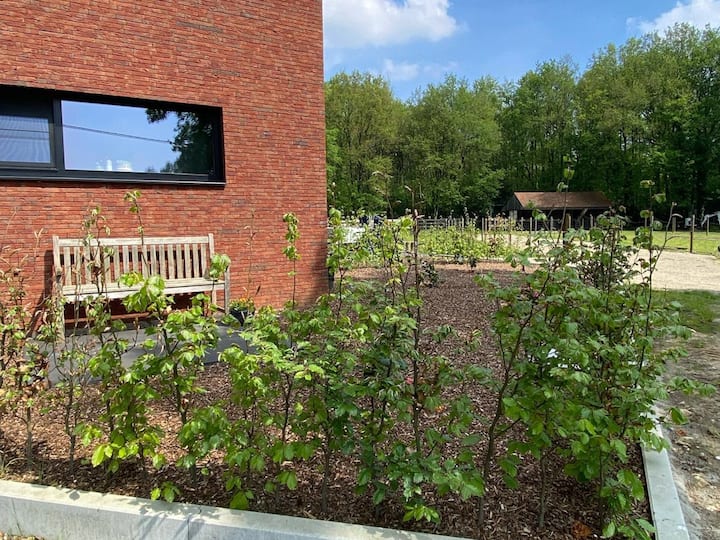 Nature, Calme Et Prairies Pour Chevaux. - As