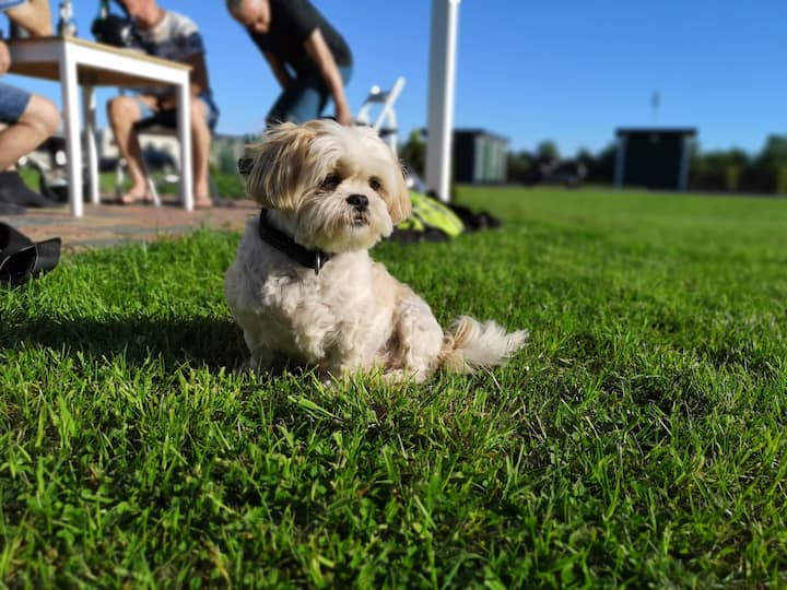 Camping-schwedenhaus Für Hunde(besitzer) - Haren