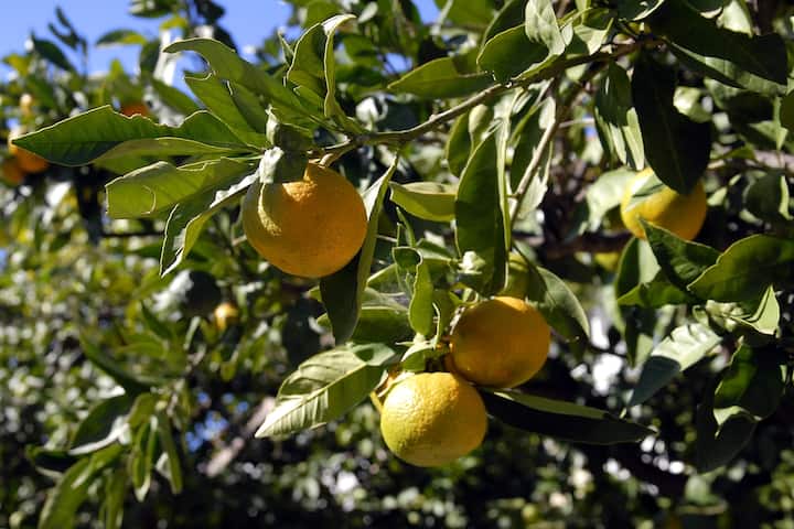 A-4602-b Appartement D'une Chambre Avec Le Balcon - Jelsa