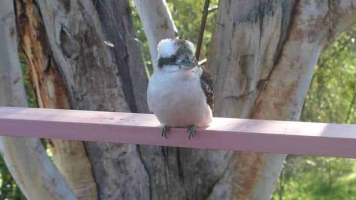 Kookaburra Dreaming - Only 400m From The Beach - Huskisson