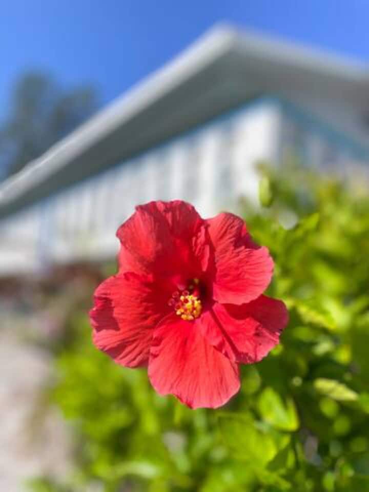 Ohana Gulfside - 250 Ft From The Beach Suite B - Cortez Beach, FL