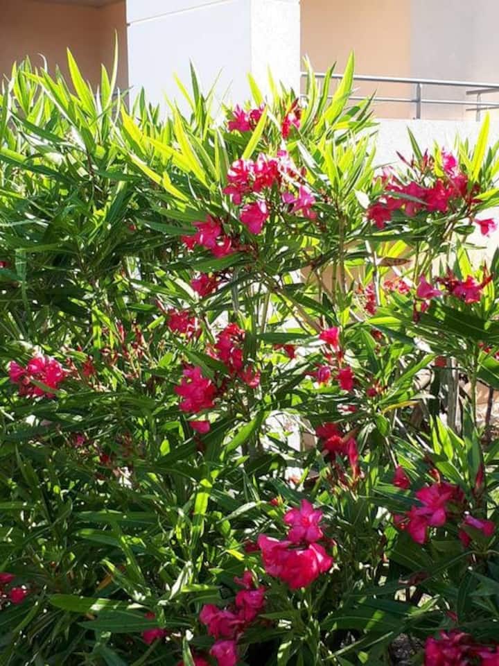 Appartement 4/6 Pers Dans Une Résidence Calme - Roquebrune-sur-Argens