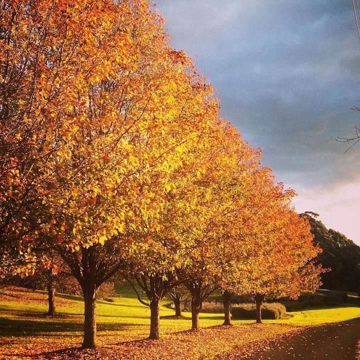 Lyrebird Lodge - Budderoo National Park
