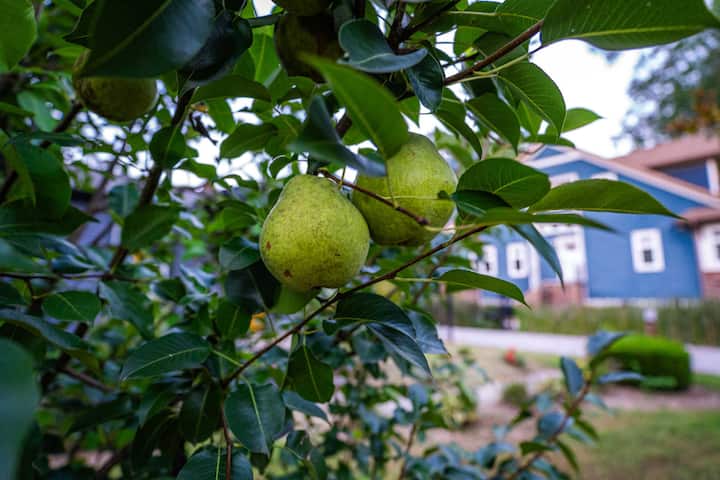 King And Queen Canopy Suites - 샬럿