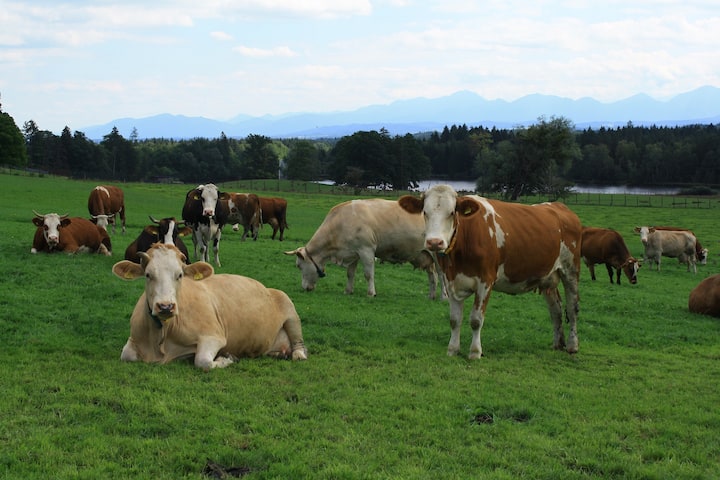 Granerhof, Ferienwohnung Kohlbach (115074) - Bad Bayersoien