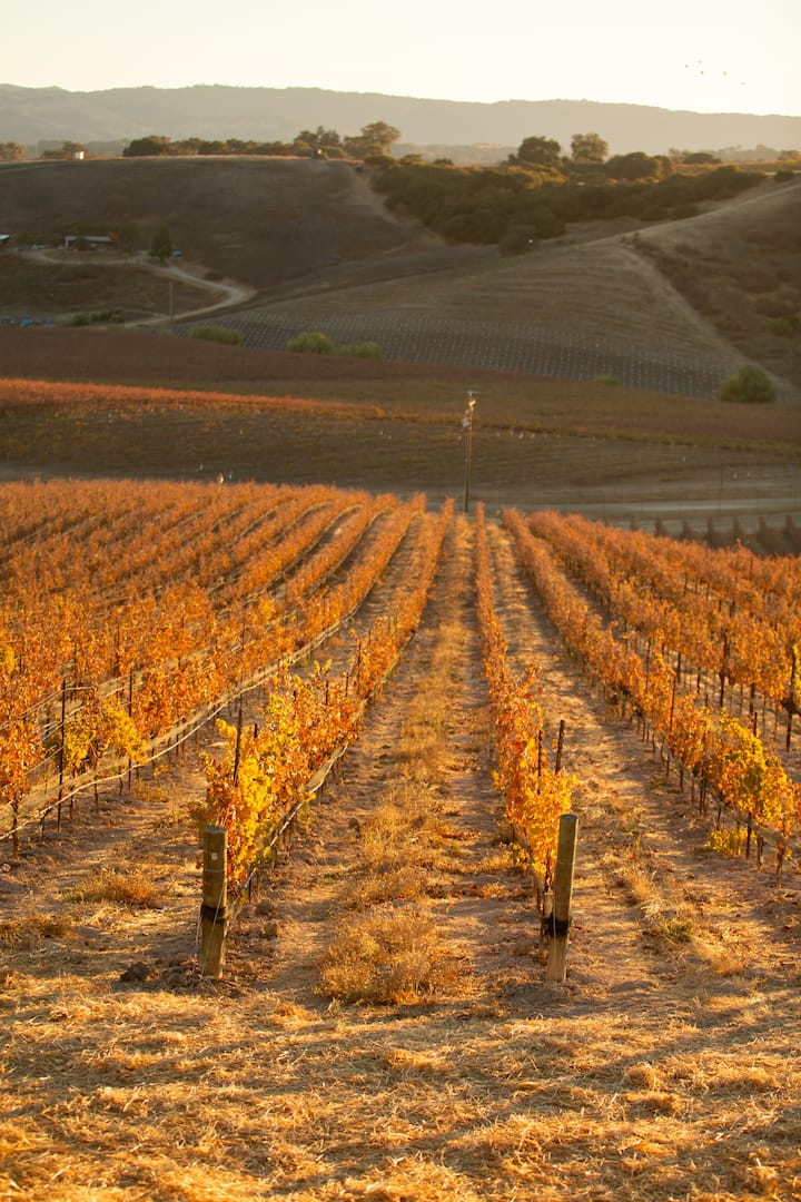 Onx Wines - Kiler Canyon Ranch House & Apartment - Templeton, CA