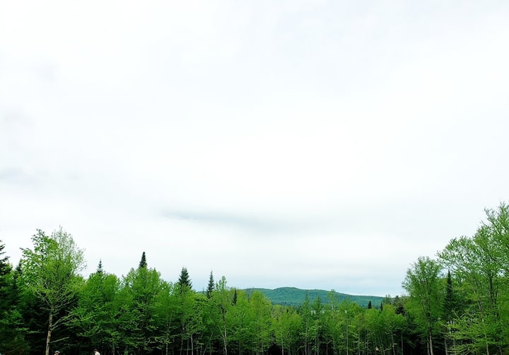 Lazy Bear At Back Lake Lodges - Lake Francis State Park, Pittsburg