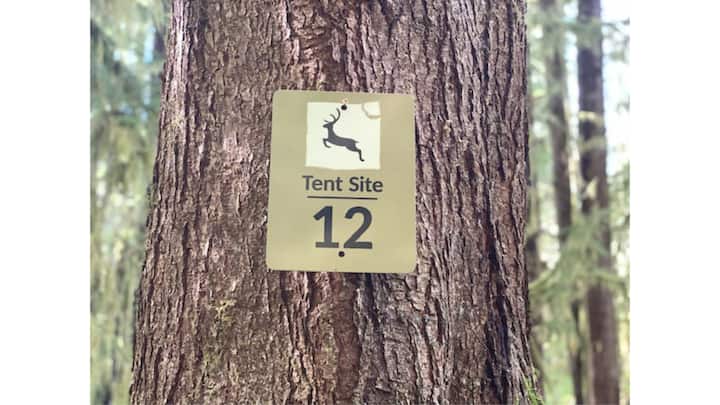 Primitive Tent Site In Enchanted Rain Forest - Sit - 福克斯
