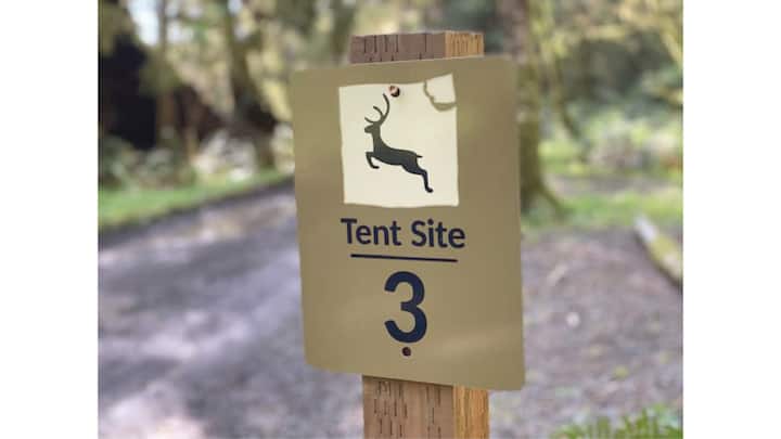 Primitive Tent Site In Enchanted Rain Forest - Sit - Forks, WA