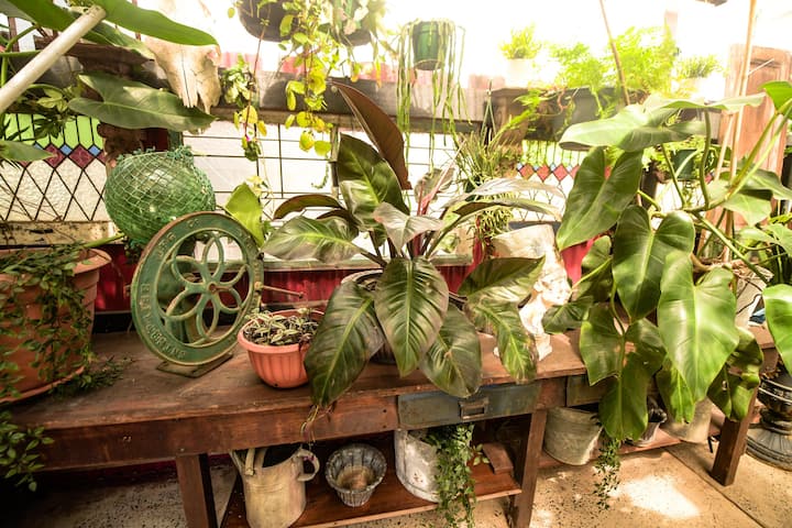 Rainforest Canopy Apartment - 3 Bedrooms - Brunswick Heads