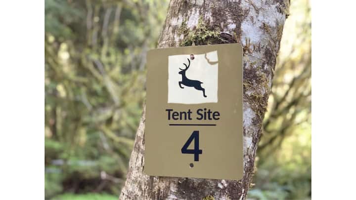 Primitive Tent Site In Enchanted Rain Forest - Sit - Forks, WA