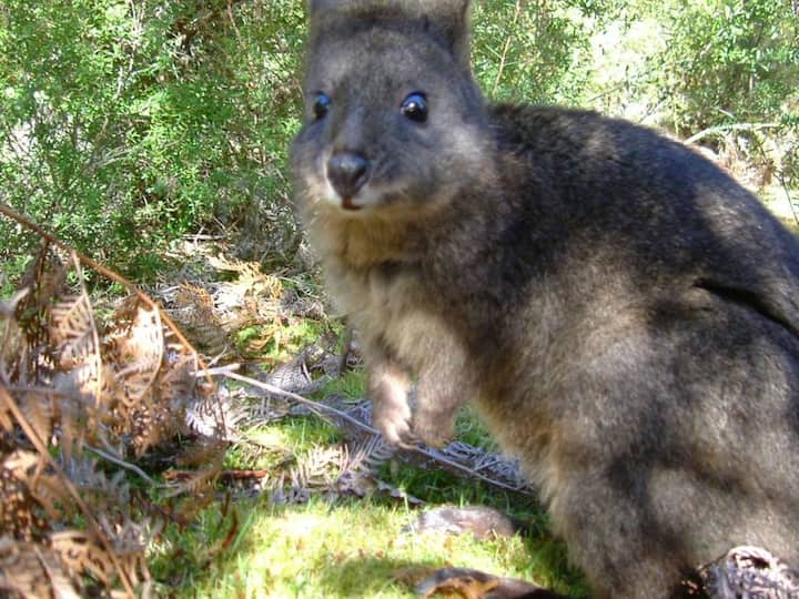 Nature Reserve With Furry Friends - Huonville