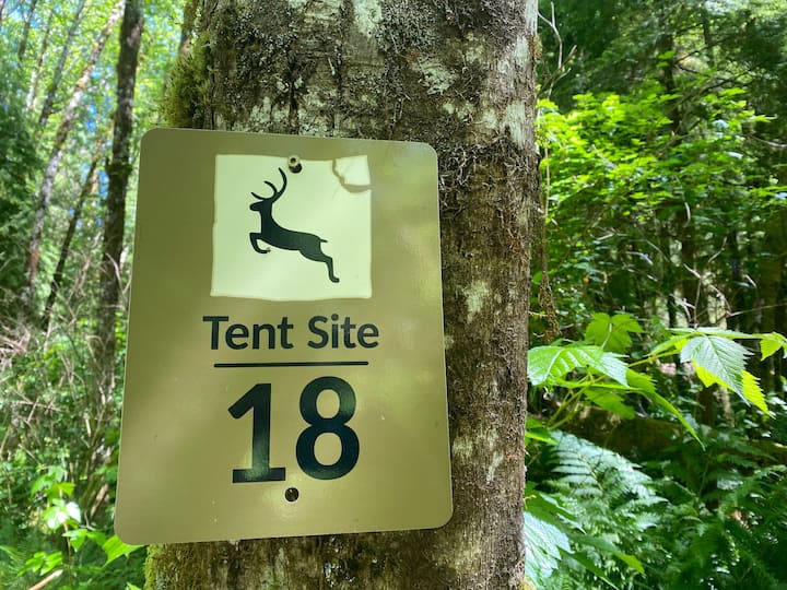 Primitive Tent Site In Enchanted Rain Forest - Sit - 福克斯