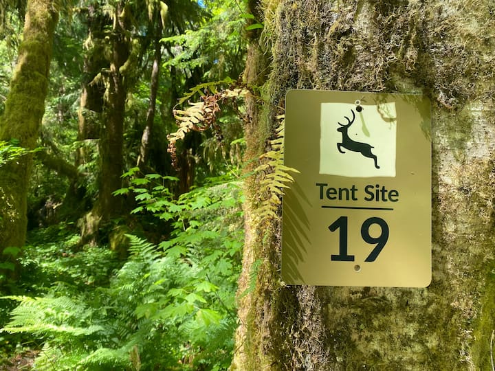 Primitive Tent Site In Enchanted Rain Forest - Sit - Forks, WA