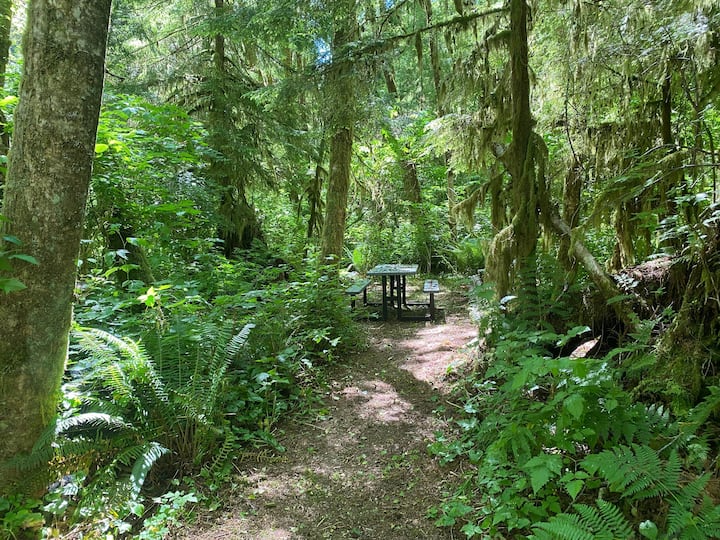 Primitive Tent Site In Enchanted Rain Forest - #20 - 福克斯