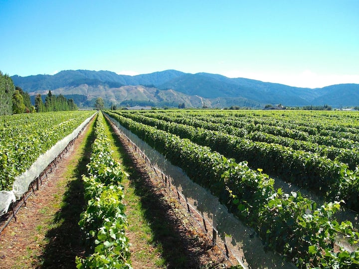 Marlborough Magic - Rapaura Holiday Home - Renwick