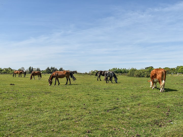 Farriers - Ringwood