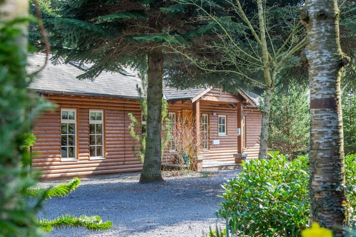 Grand Fir - Tarporley