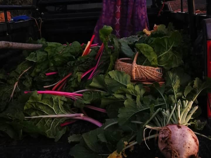Tiny Home Gypsy Wagon - Touws River