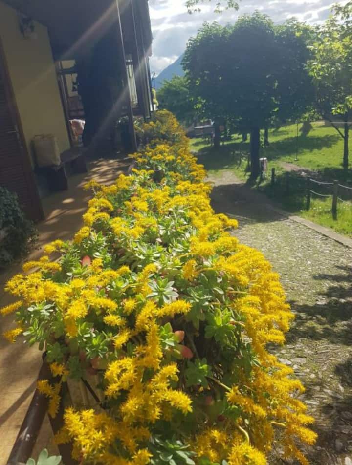 Castagno 1 Sentiero Del Viandante - Varenna