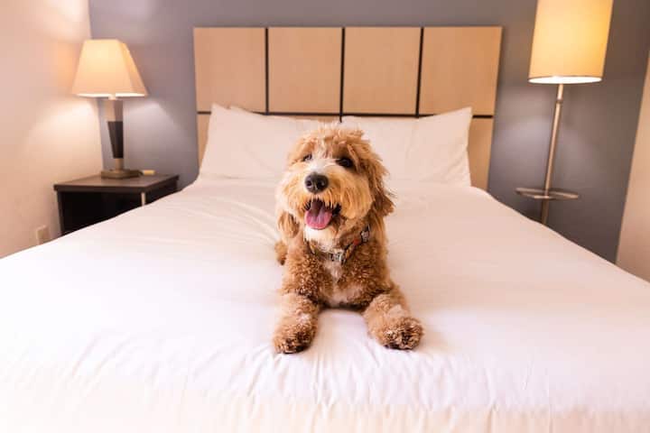 Breath Of Fresh Air! 2 Modern Units, Pet-friendly - Morristown, NJ