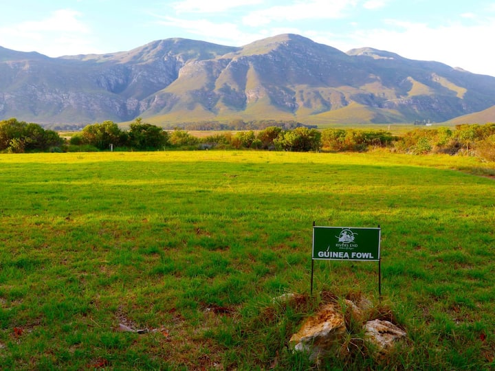 Quinea Fowl - Hermanus