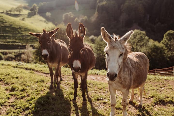 Ferienwohnung Hof, 155qm - Black Forest