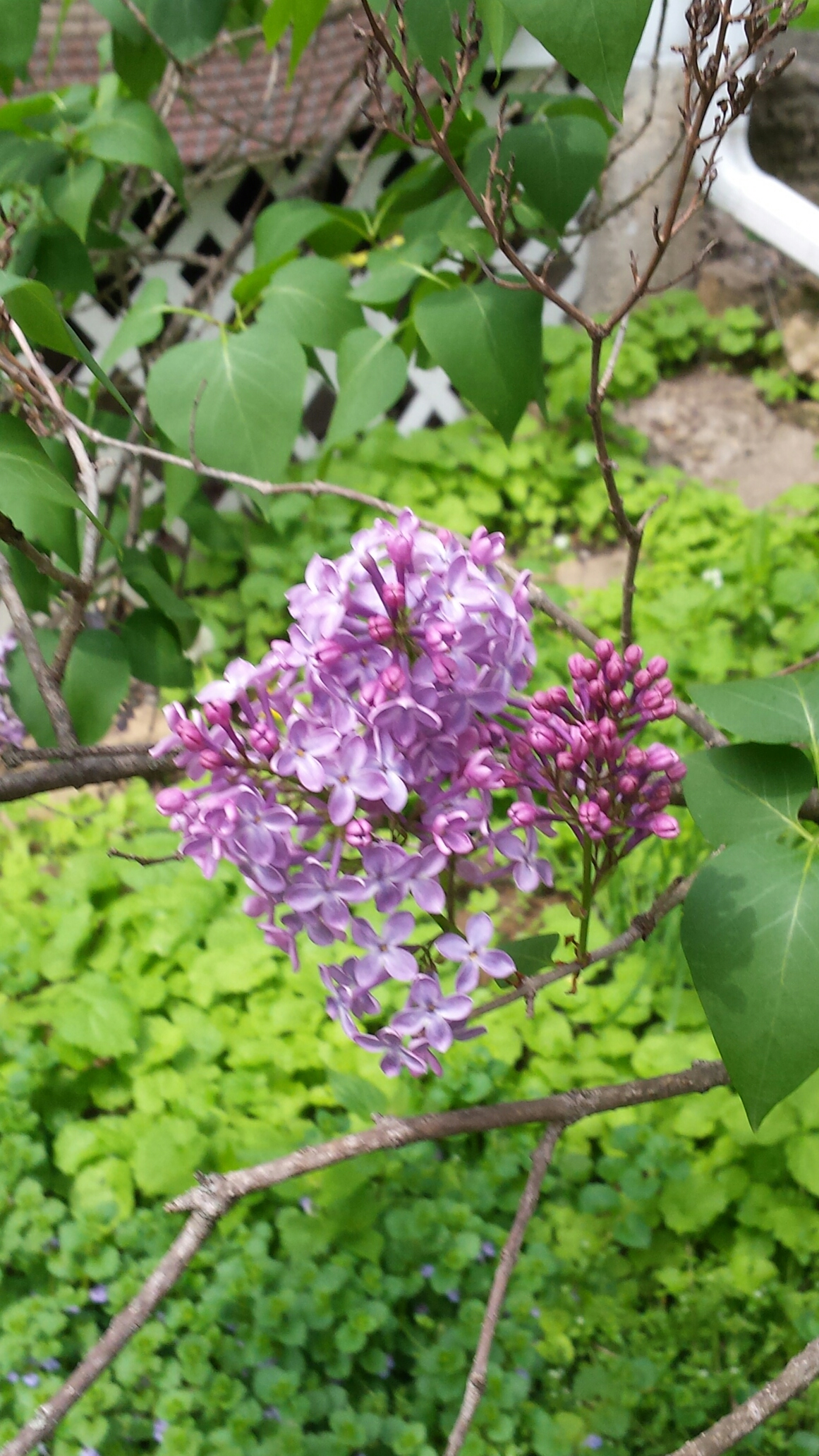 Piggly Wiggly Galena Flowers | Best Flower Site