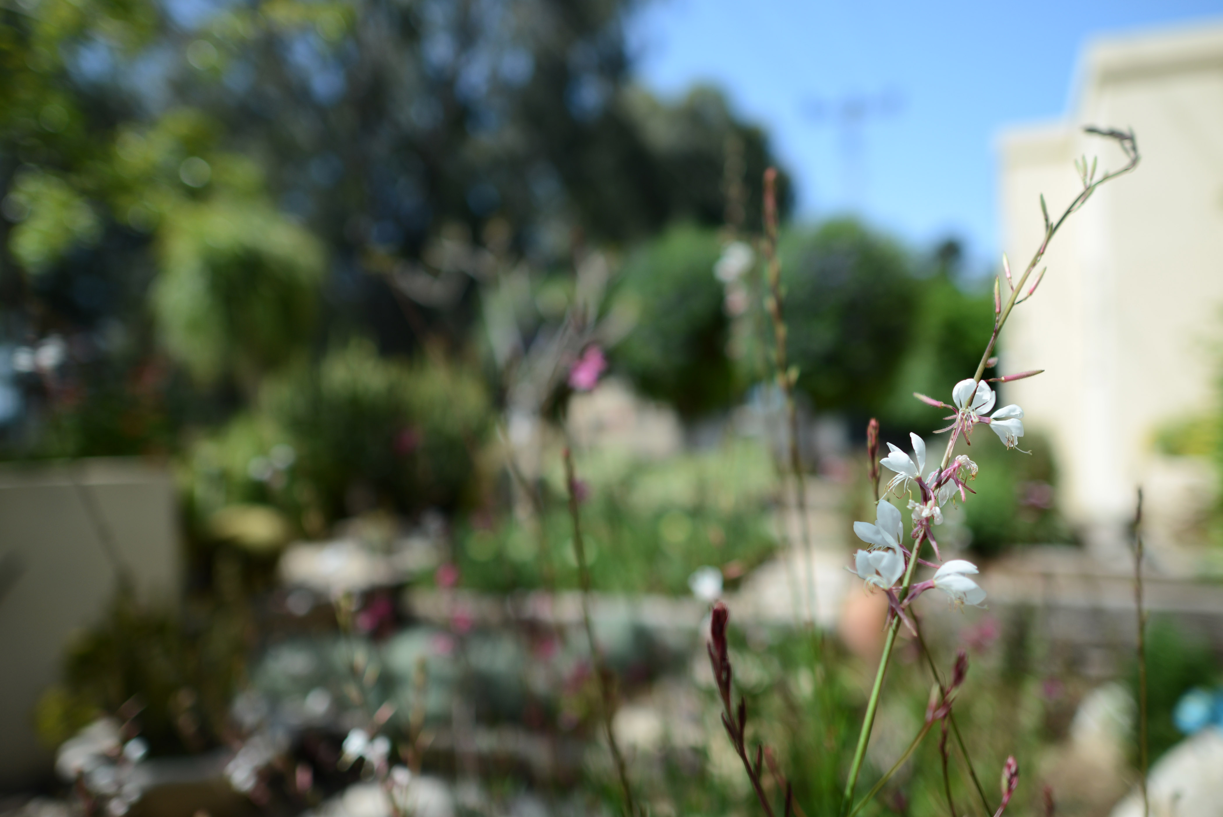 Private Villa in Beit-Yitzchak - Villas for Rent in Beit Yitzhak-Sha'ar ...