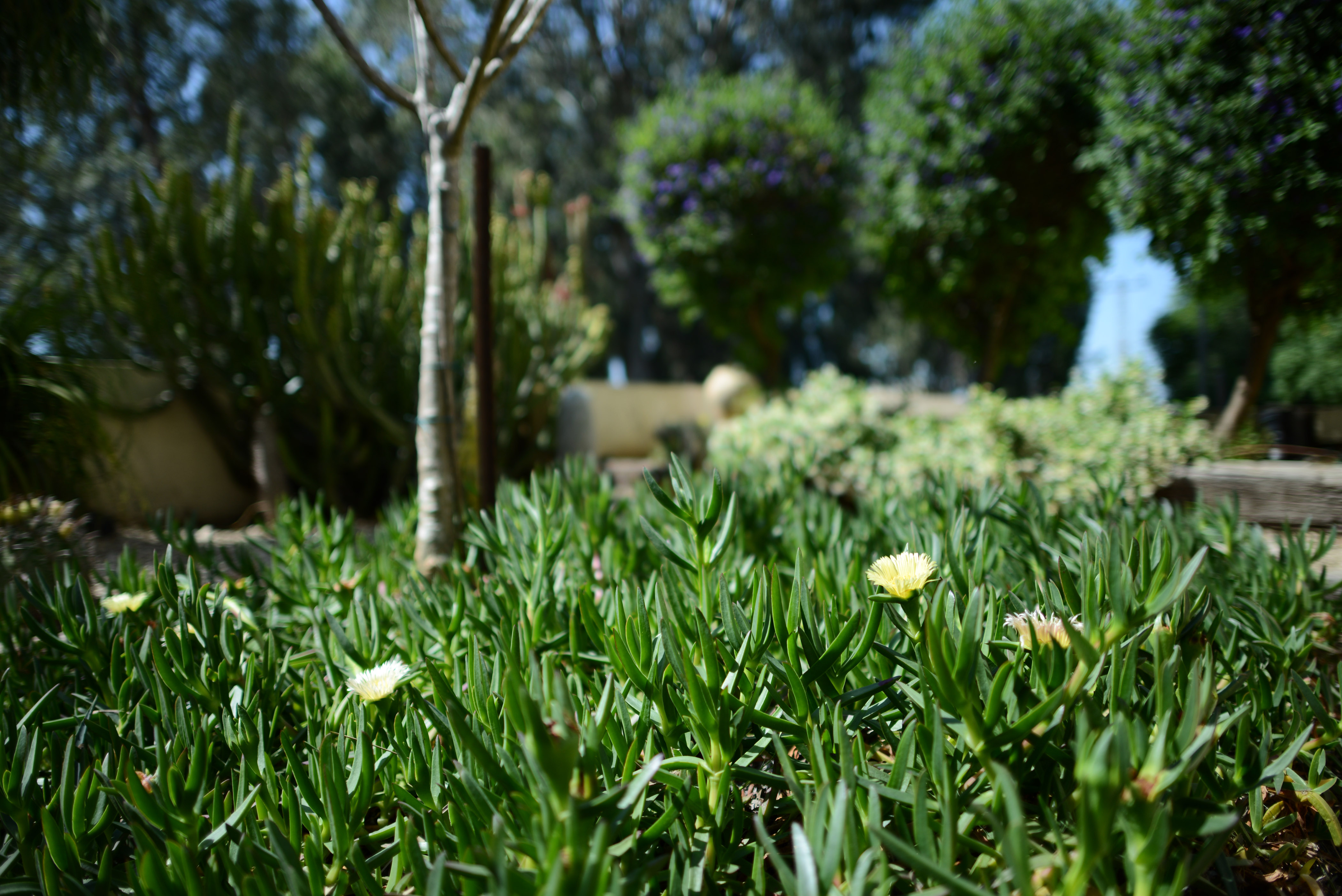 Private Villa in Beit-Yitzchak - Villas for Rent in Beit Yitzhak-Sha'ar ...