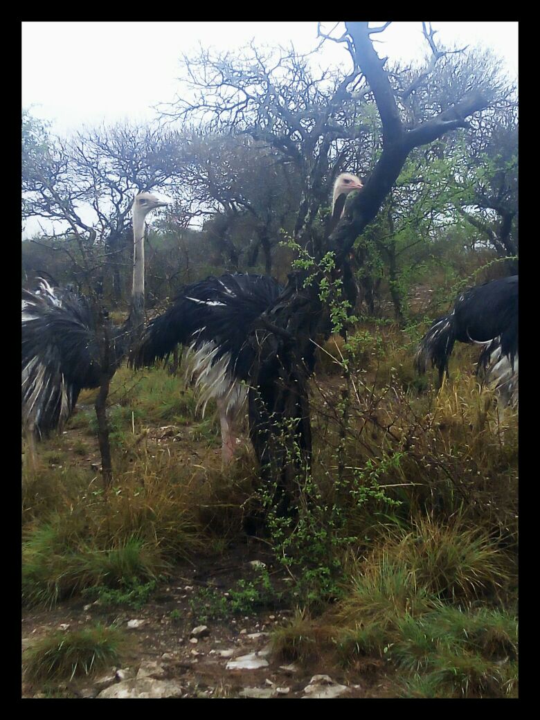 Ndialang'oi Campsite - Maili Tisa, Namanga Road - Campsites for Rent in ...